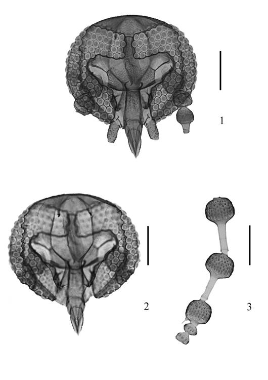 Description of the male of the coprophagous moth fly Psychoda ...
