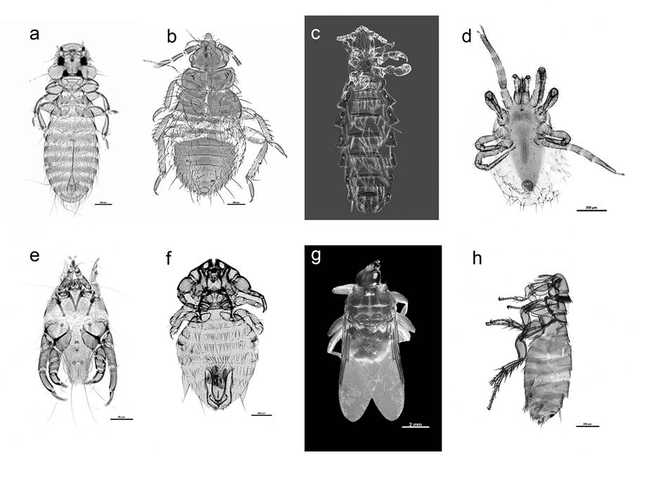 Ectoparasites associated with a Great Horned Owl nesting (Aves ...
