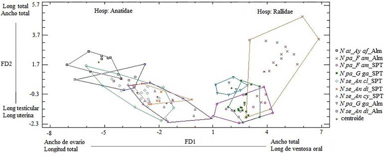Variaciones morfométricas del género Notocotylus (Digenea ...