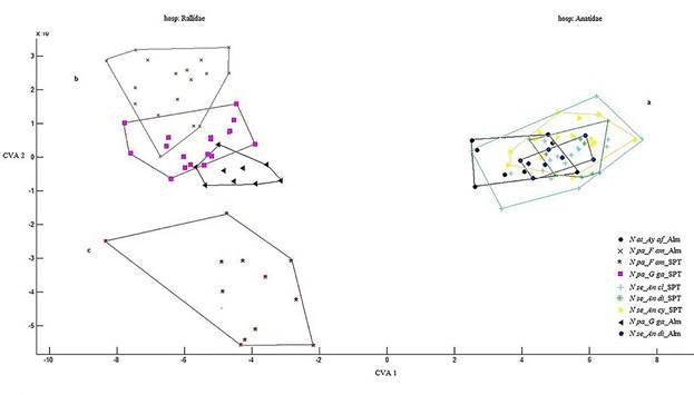 Variaciones morfométricas del género Notocotylus (Digenea ...