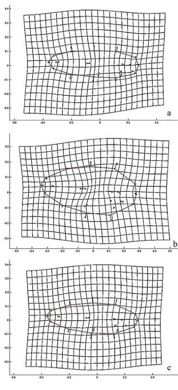 Variaciones morfométricas del género Notocotylus (Digenea ...