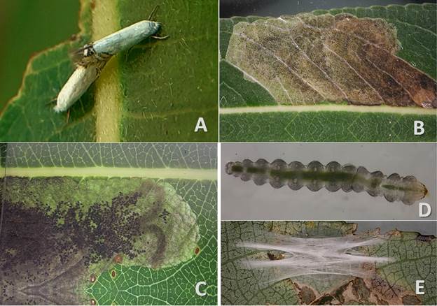 Nuevo registro nacional y notas sobre minadores de la hoja en árboles ...