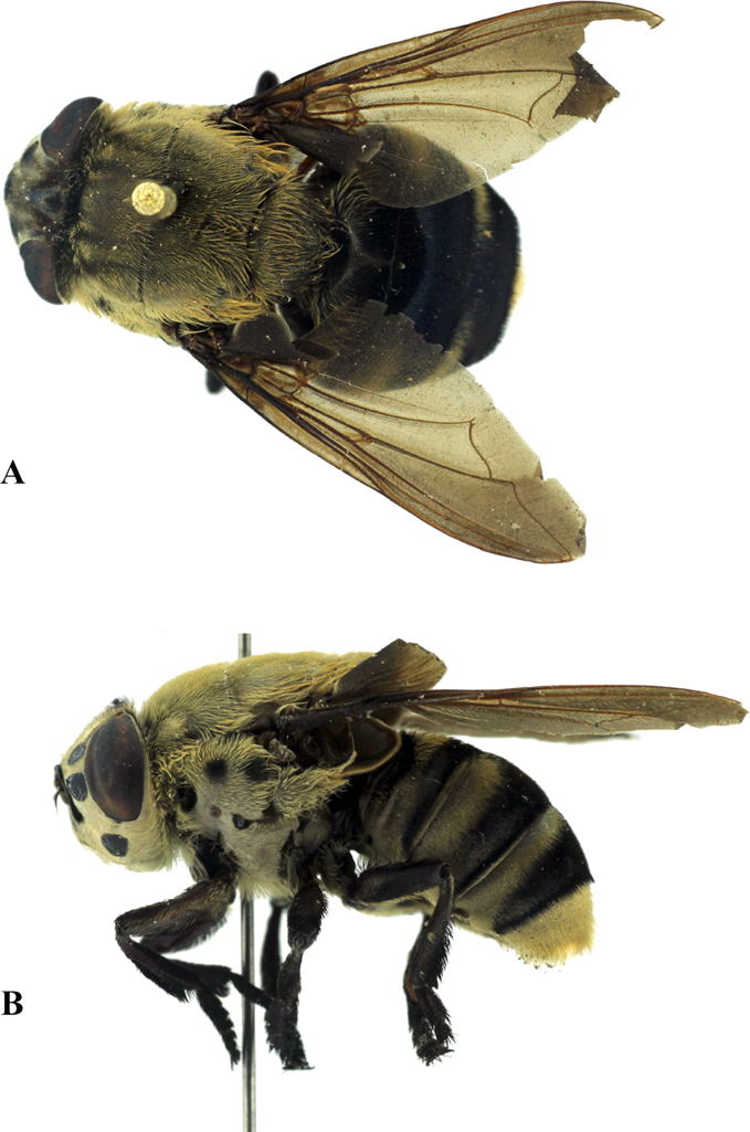Description of second and third instar larvae of Cuterebra histrio ...