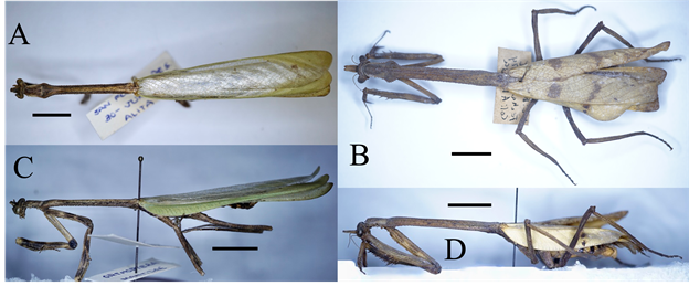 Synopsis of the mantises (Insecta: Mantodea) of Nuevo Leon, Mexico