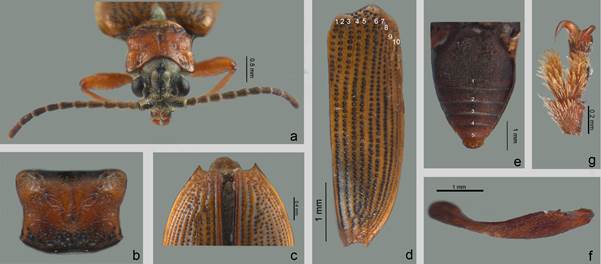 La subfamilia Donaciinae (Coleoptera: Chrysomelidae) en México