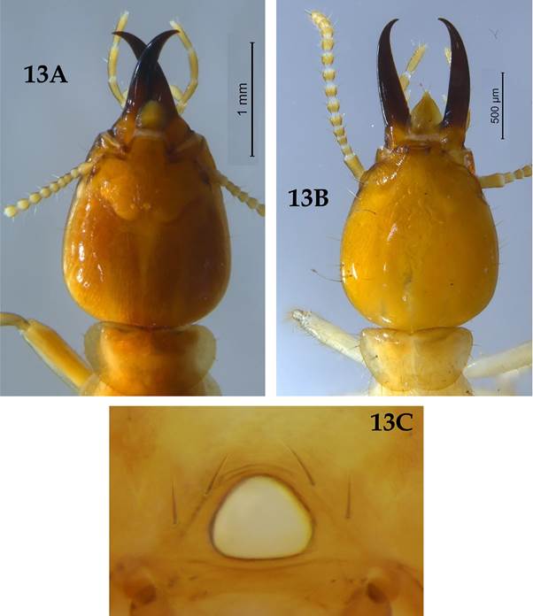 Termites (Blattodea: Isoptera) of Canada, continental USA, and Mexico ...