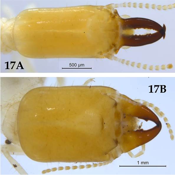 Termites (Blattodea: Isoptera) of Canada, continental USA, and Mexico ...