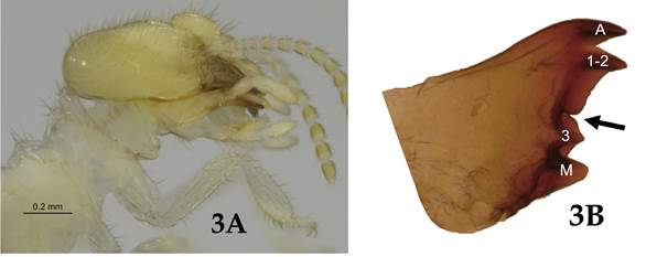 Termites (Blattodea: Isoptera) of Canada, continental USA, and Mexico ...