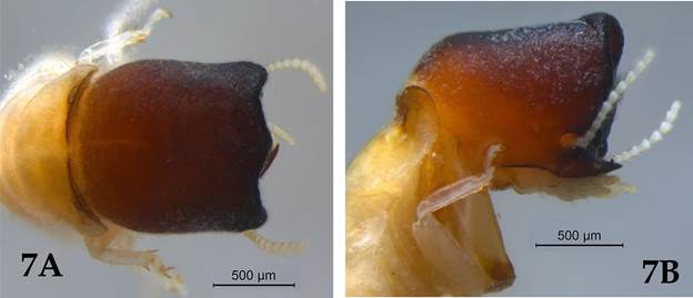 Termites (Blattodea: Isoptera) of Canada, continental USA, and Mexico ...