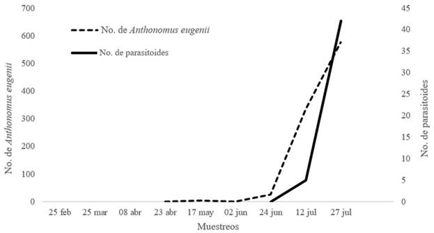 Monitoreo y fluctuación poblacional de parasitoides del picudo del ...