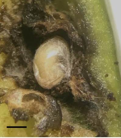 Monitoreo y fluctuación poblacional de parasitoides del picudo del ...