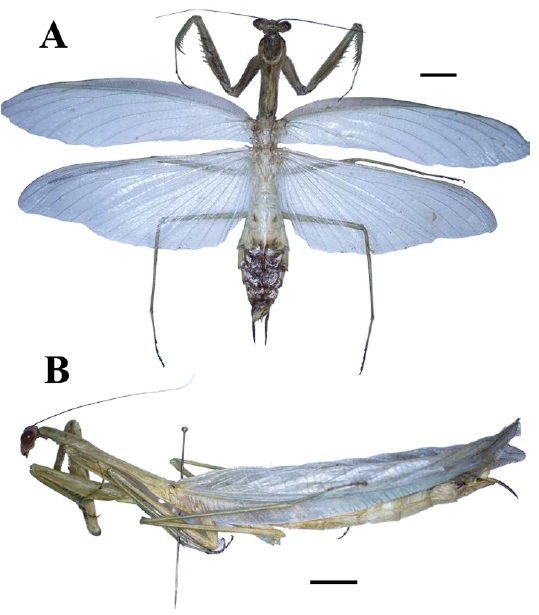 Confirmation of the presence of the genus Macromantis Saussure, 1871 ...