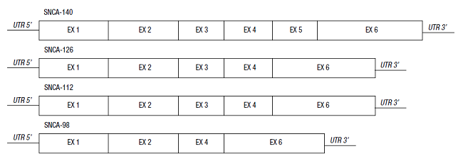 Physiological, molecular and genetic aspects of alpha-synuclein and its ...