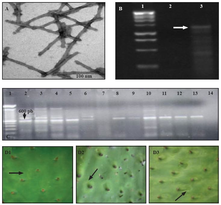 Asociación de un Potexvirus como Agente Causal de Manchas Cloróticas en ...