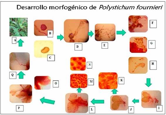 Morfogénesis de los gametofitos y esporofitos jóvenes de polystichum ...
