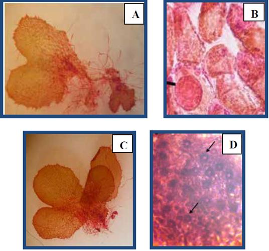 Morfogénesis de los gametofitos y esporofitos jóvenes de polystichum ...