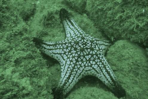 Pentaceraster cumingi, nuevo registro de estrella de mar (Asteroidea ...