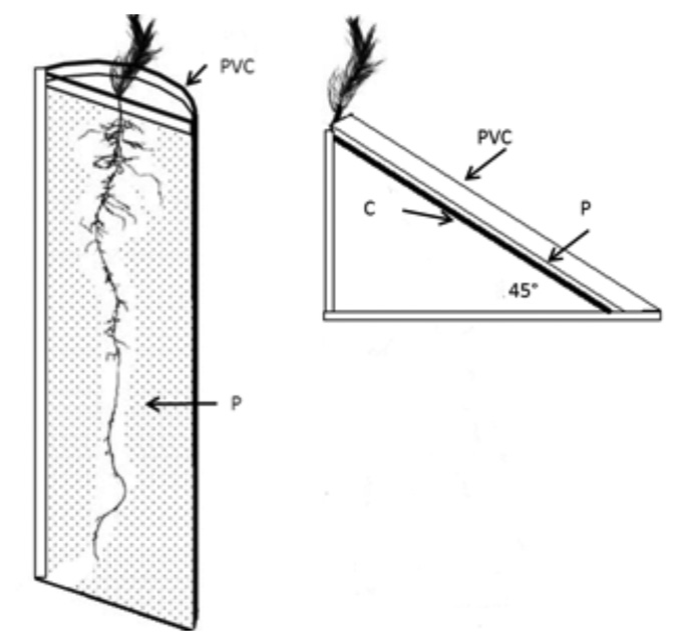 Variación de la distribución de carbono entre la raíz y la parte aérea ...