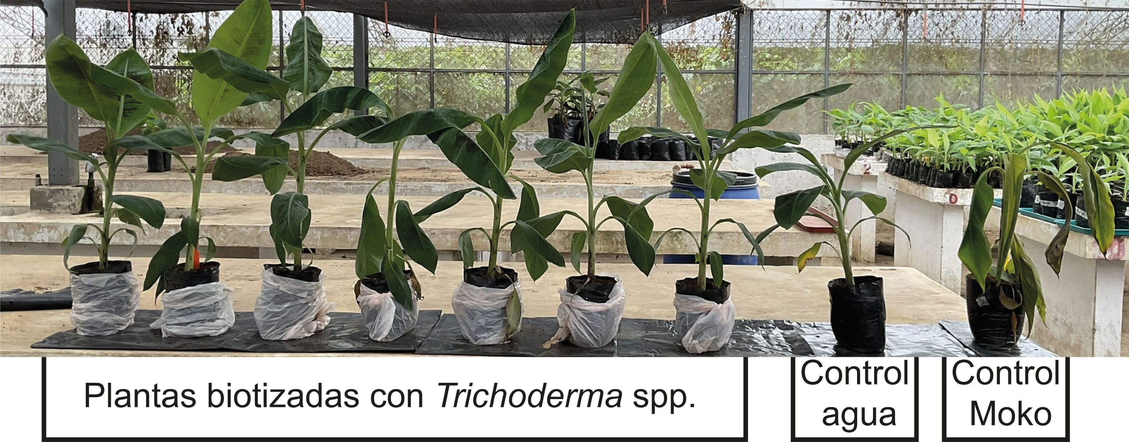 Trichoderma spp. y su influencia en la resiliencia de plantas de plátano ante Ralstonia ...