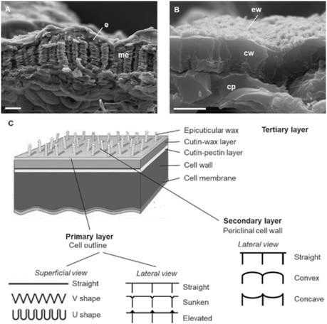 MICROMORPHOLOGY OF EPICUTICULAR WAXES IN GENUS MIMOSA (FABACEAE)
