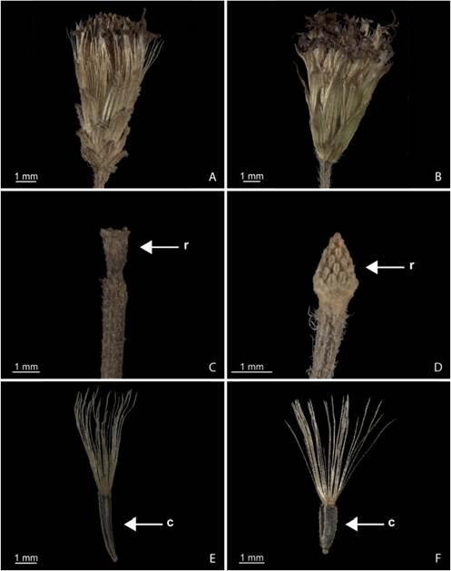 TRANSFER OF PARAGUAYAN EUPATORIUM AMAMBAYENSE TO CHROMOLAENA ...