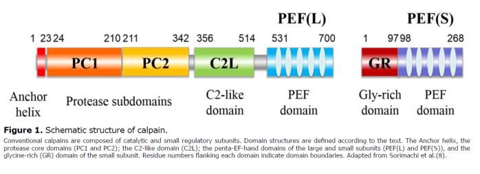 Calpain System in meat tenderization: A molecular approach