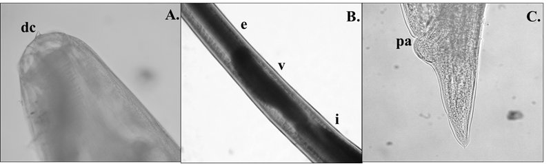 Anisakis physeteris and Pseudoterranova decipiens in the Mugil curema ...