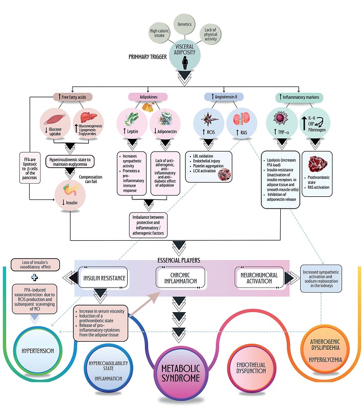 One Size Does Not Fit All: The Need to Rethink the Metabolic Syndrome ...