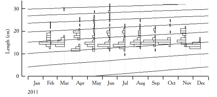Growth of the Shortnose Mojarra Diapterus brevirostris (Perciformes ...