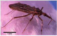 Blood-feeding of Rhodnius prolixus