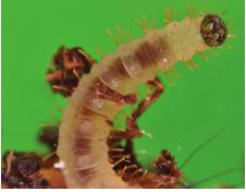 Insectos vectores de agentes infecciosos